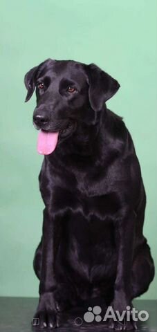 Метис лабрадора