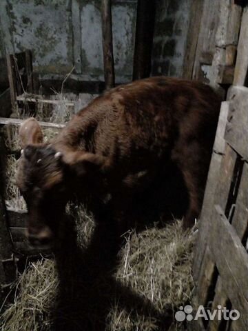 Бычек 3 месяца