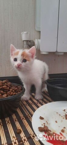 Котята от Бублика