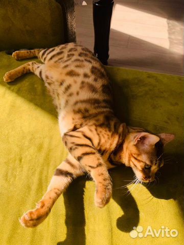 Бенгальская