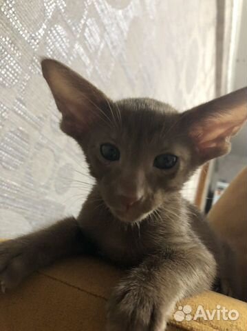 Ориентальный котеич
