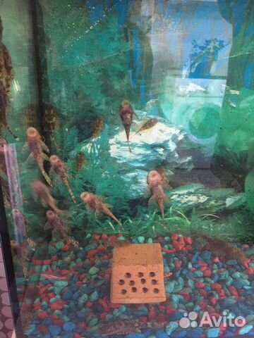 Сомики-анцистры