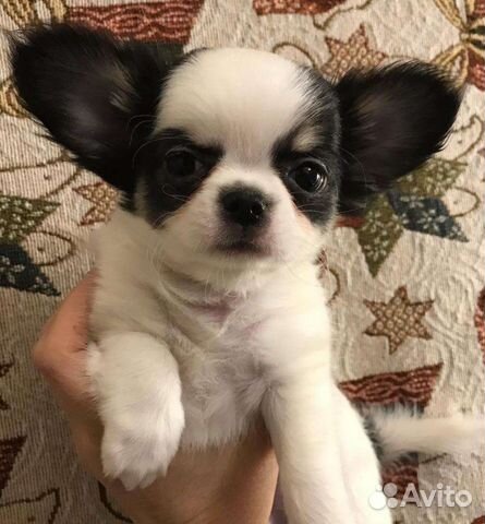 Чихуахуа щенки