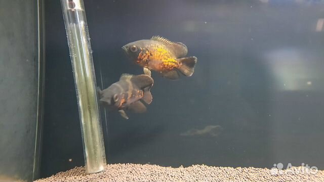 Астронотус