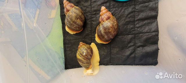 Архахатины sp.benin