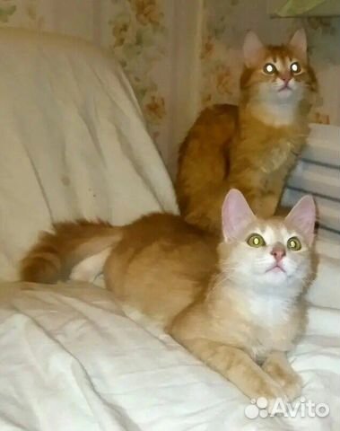 Рыжие котята мальчики и серая кошечка