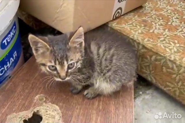 Котята-найденыши