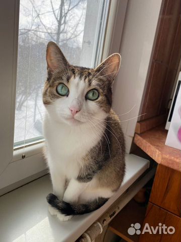 Ищет дом нежная Стася