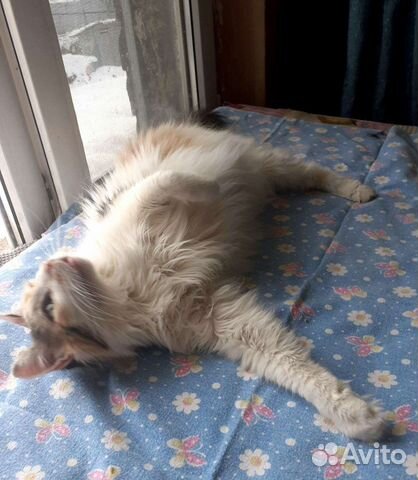 Ласковая молодая трехцветная кошечка