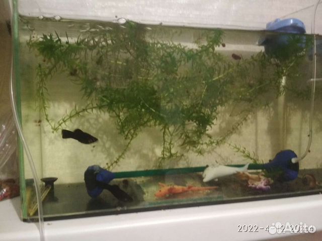 Аквариум с рыбками