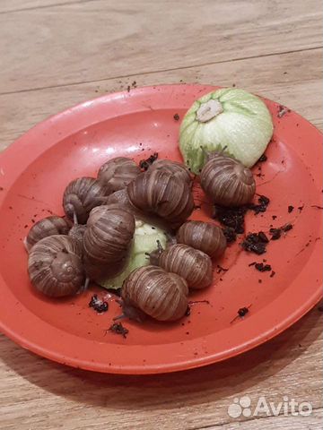 Детёныши виноградных улиток