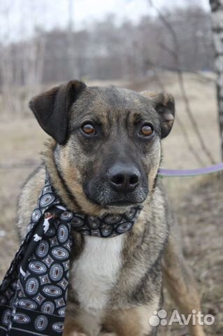 Дружелюбный Добби из приюта ждет свою семью