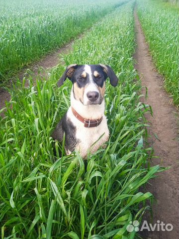 Разноцветный Джек