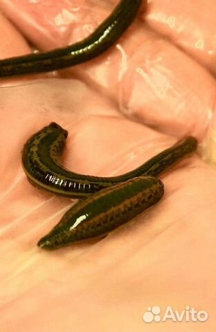 Пиявки медицинские