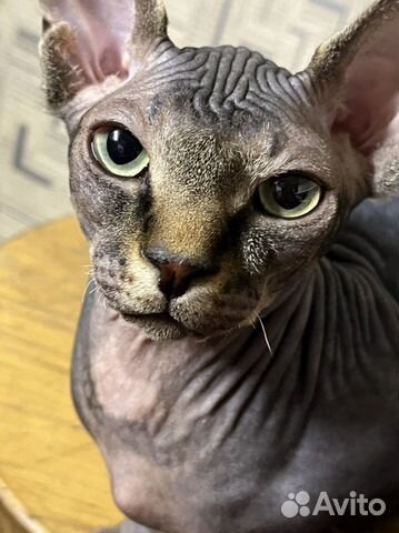 Канадский сфинкс котенок