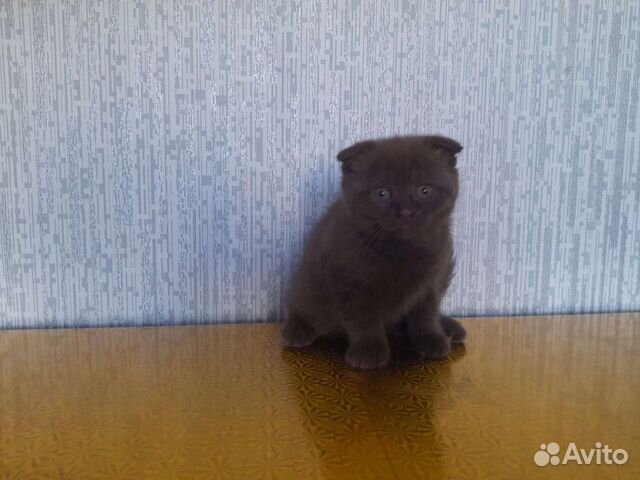 Британские вислоухие котята