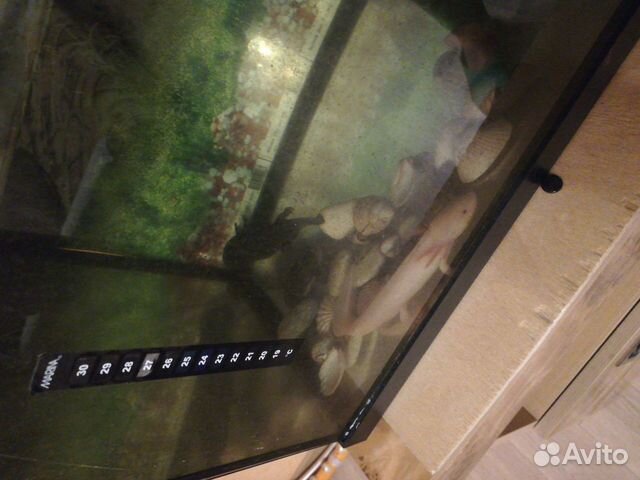 Продам аксолотлей