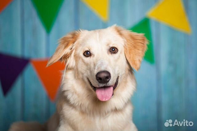 Щенок девочка (10 мес.) в добрые руки