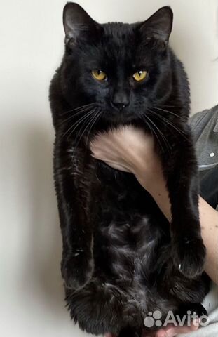 Котёнок подросток