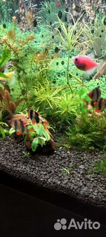 Барбус суматранский 4 шт, обмен