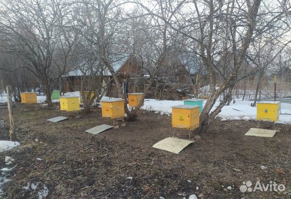 Продам пчелосемьи