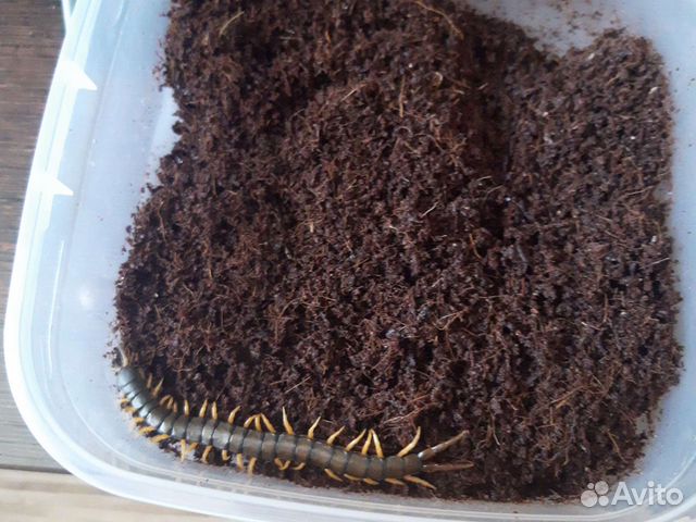 Сколопендра