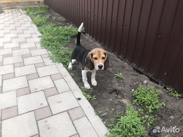 Собаки щенки бигль