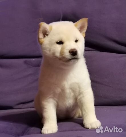 Мальчики Сиба (Шиба) ину