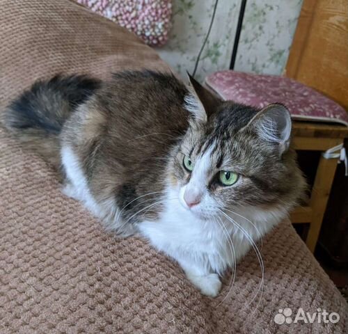 Идеальная маленькая кошка ищет супер хозяина