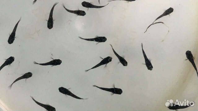Мальки маленезии черного цвета