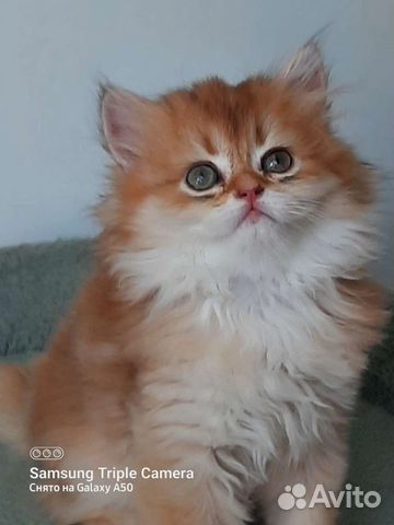 Котята золотая шиншилла