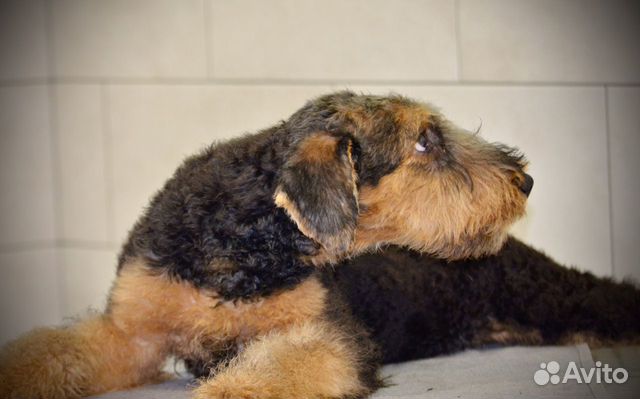 Щенки эрдельтерьера