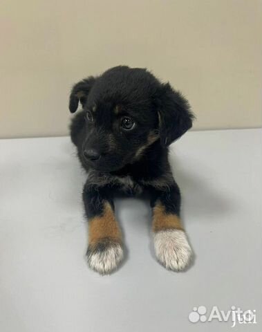 Щенок девочка в добрые руки