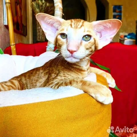 Ориентальный ласкунчик-очаровашка