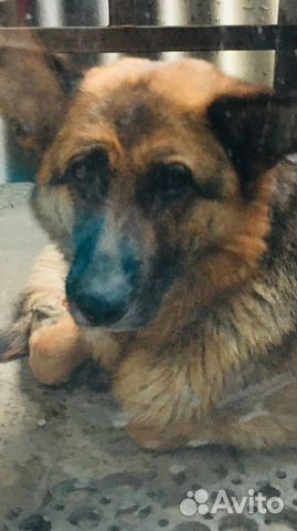 Собака немецкая овчарка