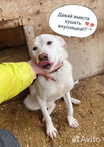 Белоснежная собака ищет теплый дом