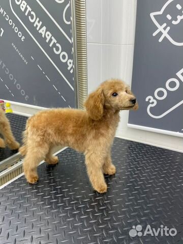 Щенки той пуделя