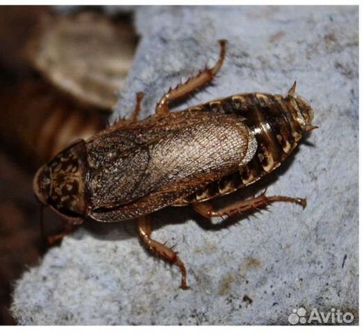 Мраморные тараканы