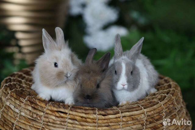 Кролик карликовый декоративный