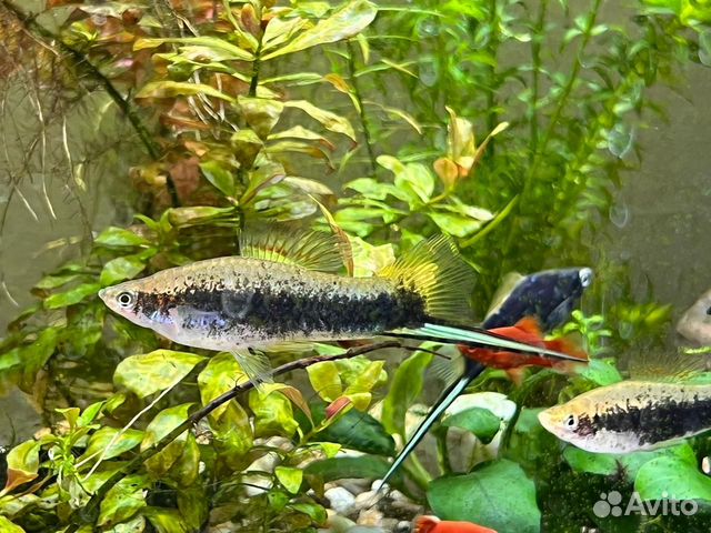 Микс чёрного и зелёного меченосца. бесплатно