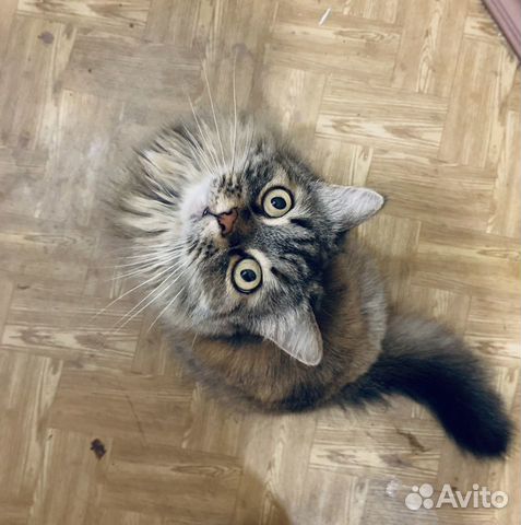 Очень хорошие кошечки ищут любящих хозяев