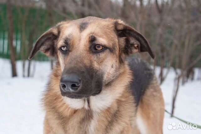 Собака Дина ищет семью