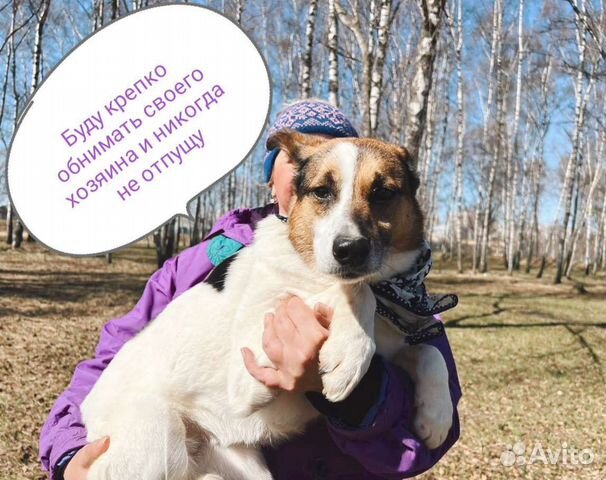 Миниатюрная собачка ищет дом
