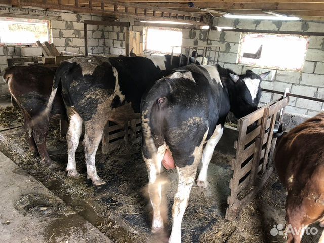 Быки на мясо оптом