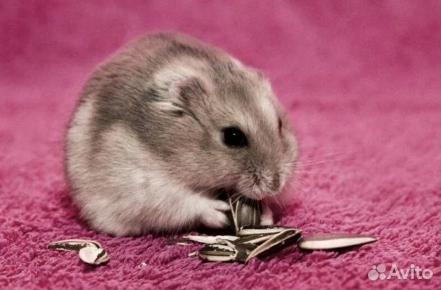 Отдам хомяков