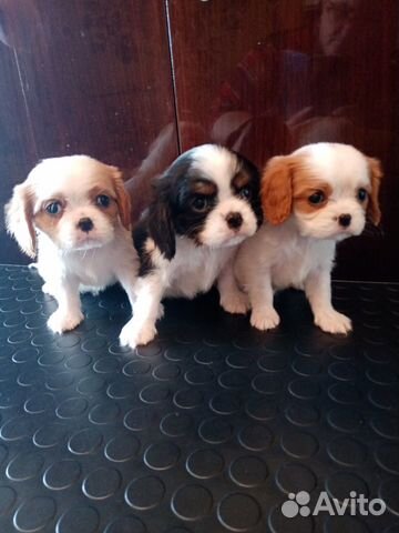 Кавалер кинг чарльз спаниель