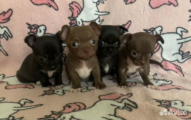 Щенки чихуахуа мини
