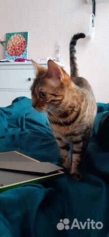 Бенгальская кошка (бенгал) 5 лет