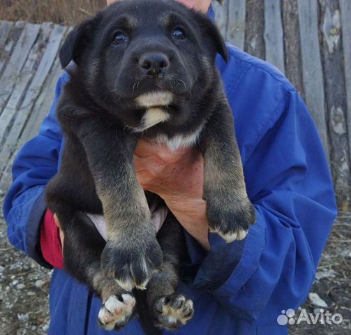 Щенок в добрые руки