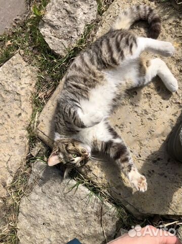 Котенок Тишка дачник